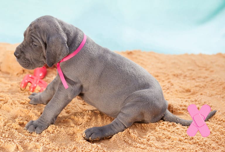 Happy Tail Syndrome in Great Danes - Why it Happens & How to Treat It