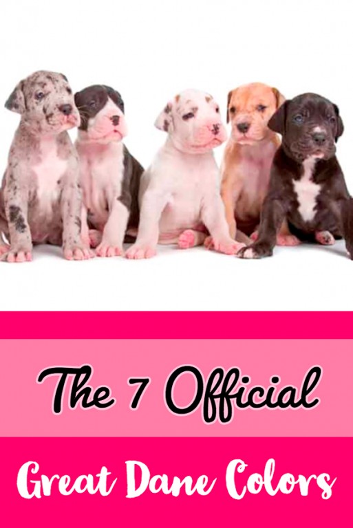 The 7 Official Great Dane Colors