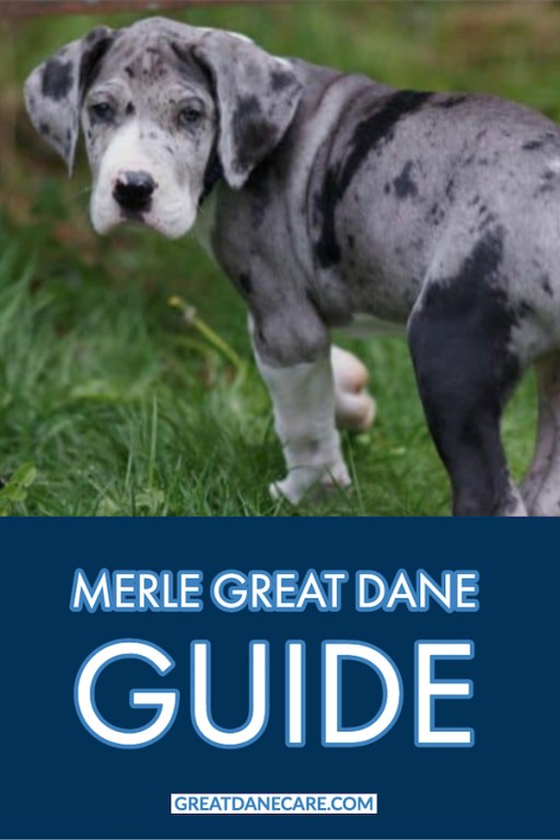 What is a Merle Great Dane | How to recognize | Merle coat variations