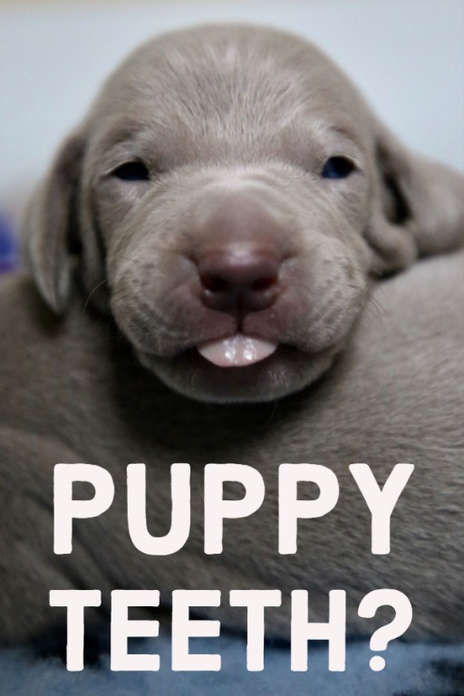 Great Dane Puppy Teeth: A Helpful Guide | Great Dane Care