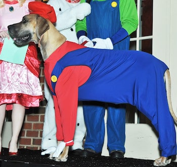 22 Great Dane Halloween costumes ideas - Great Dane Care