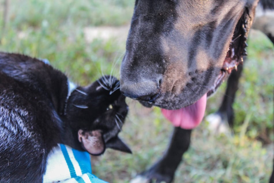 Are Great Danes Good With Cats? A Guide for Owners - Great Dane Care