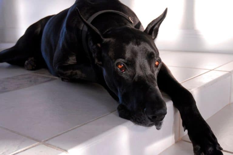 What Do Great Danes Look Like? A guide from nose to tail!