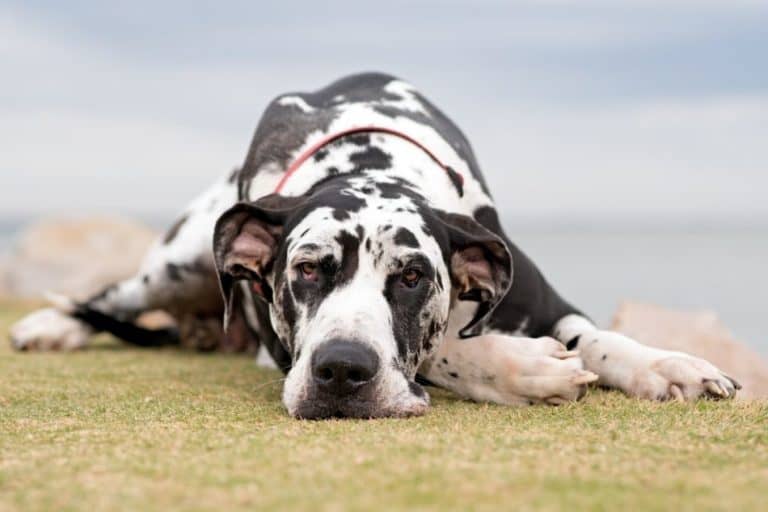What is a Merle Great Dane | How to recognize | Merle coat variations