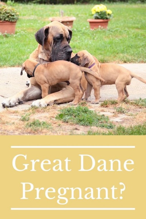 Is My Great Dane Pregnant? - Great Dane Care