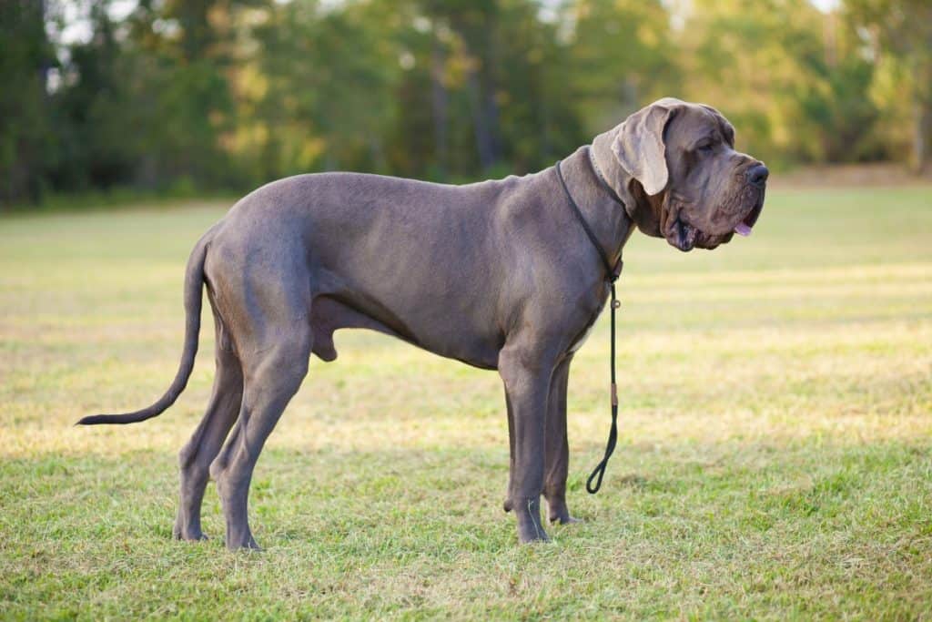What Do Great Danes Look Like? A guide from nose to tail!