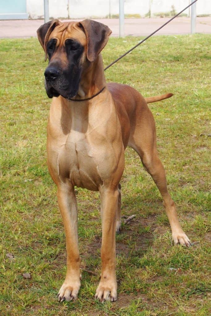What Do Great Danes Look Like? A guide from nose to tail!