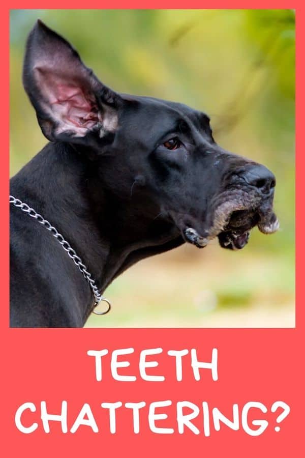 This is why Great Danes chatter their teeth - Great Dane Care