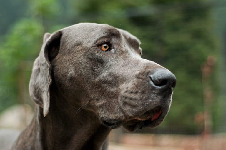 Great Dane Hip Pain: Signs, Treatment, & Prevention - Great Dane Care