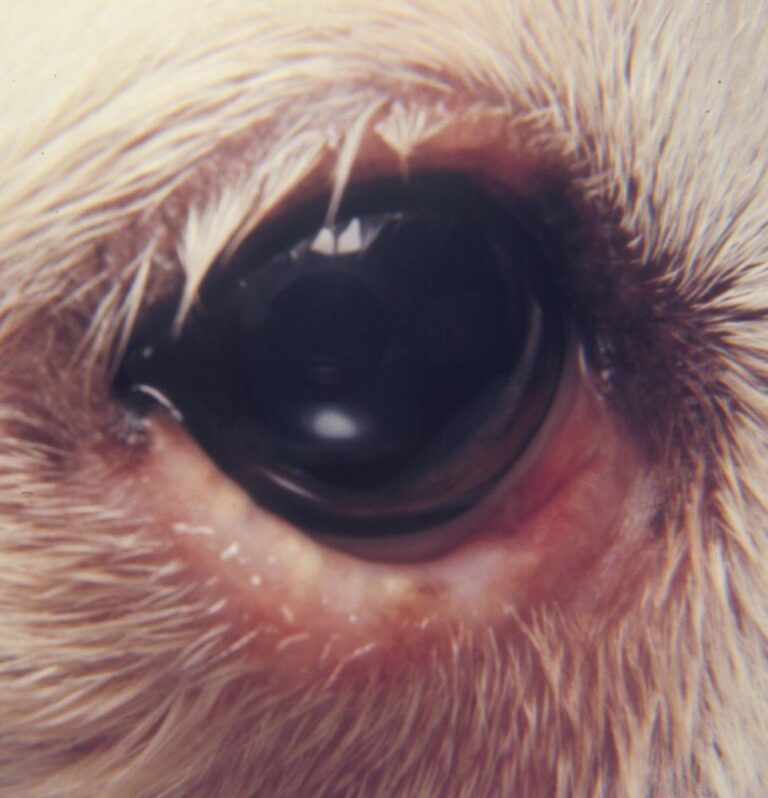 Great Dane Eyes Problems & Tips for Eye Health - Great Dane Care