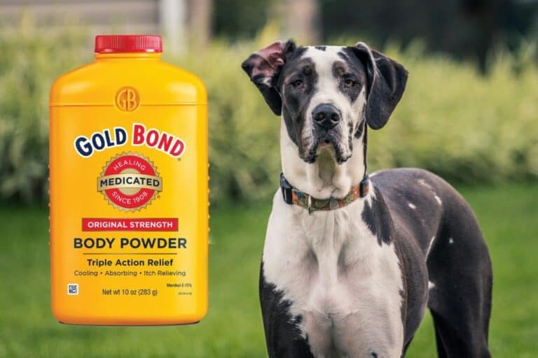 Can You Use Gold Bond Powder On A Dog? - Great Dane Care