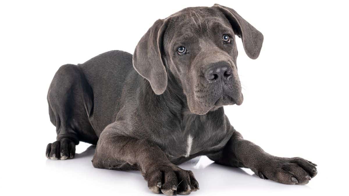 Blue Great Dane: Characteristics, Temperament, and Care
