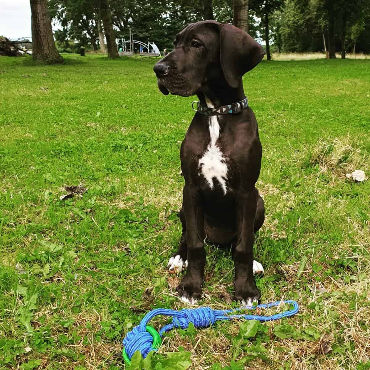 Black Great Dane: A Guide to This Beautiful Great Dane Coat!