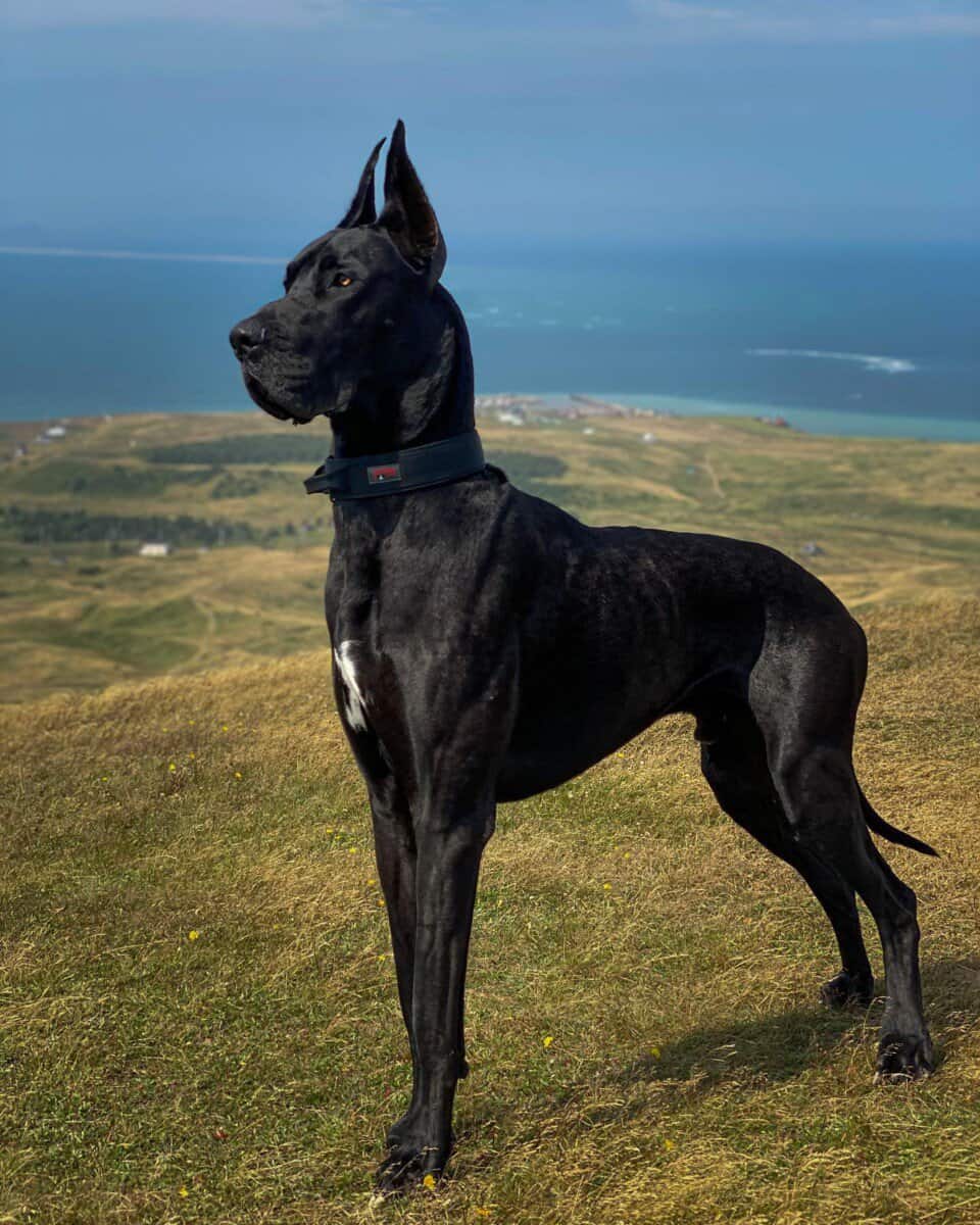 Black Great Dane: A Guide to This Beautiful Great Dane Coat!