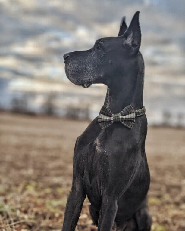Black Great Dane: A Guide to This Beautiful Great Dane Coat!