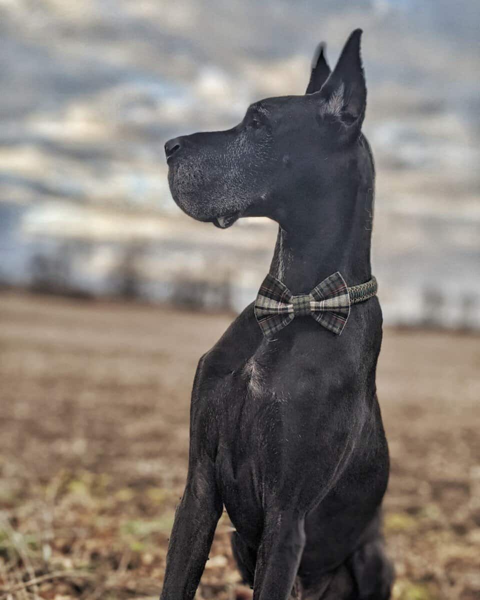 Black Great Dane: A Guide to This Beautiful Great Dane Coat!