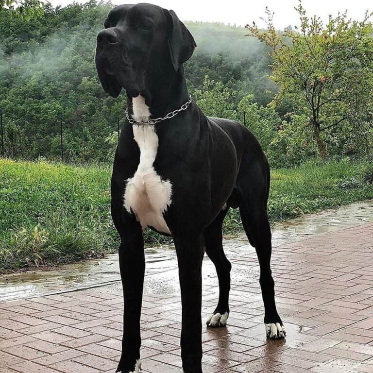 Black Great Dane: A Guide to This Beautiful Great Dane Coat!