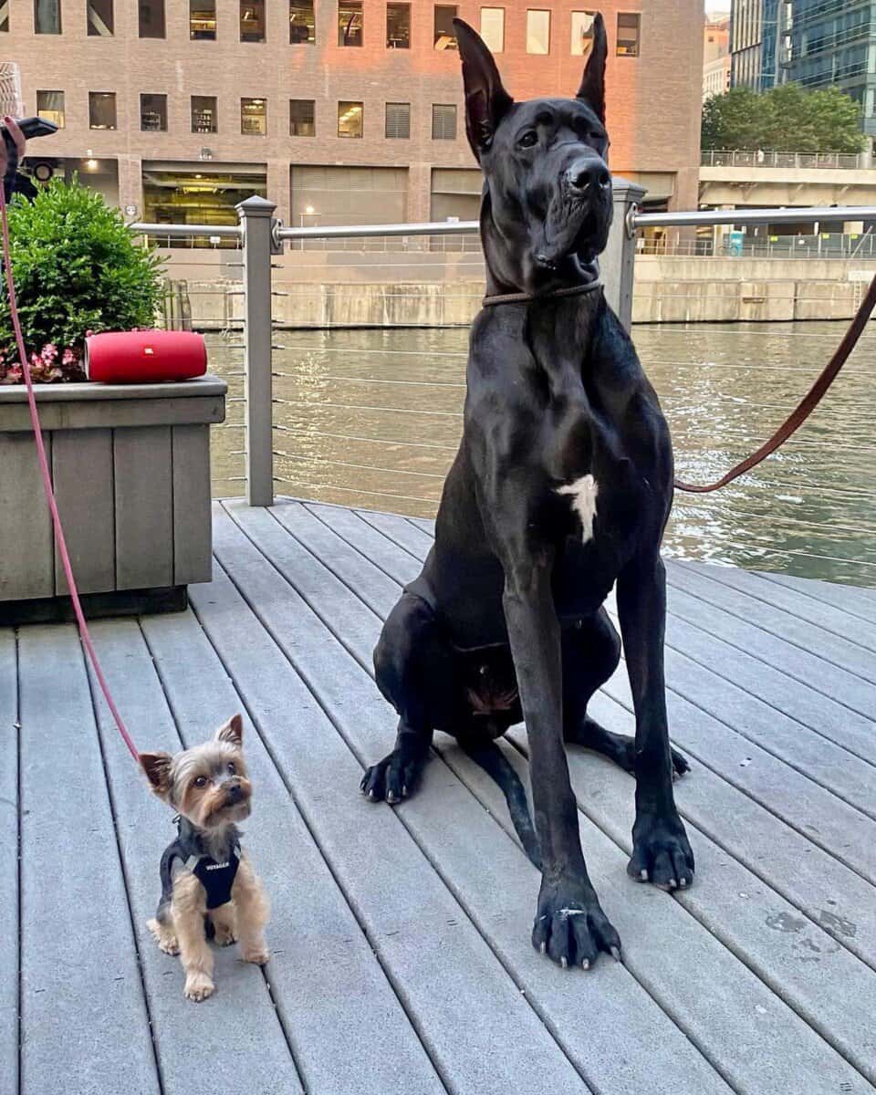 Black Great Dane: A Guide to This Beautiful Great Dane Coat!