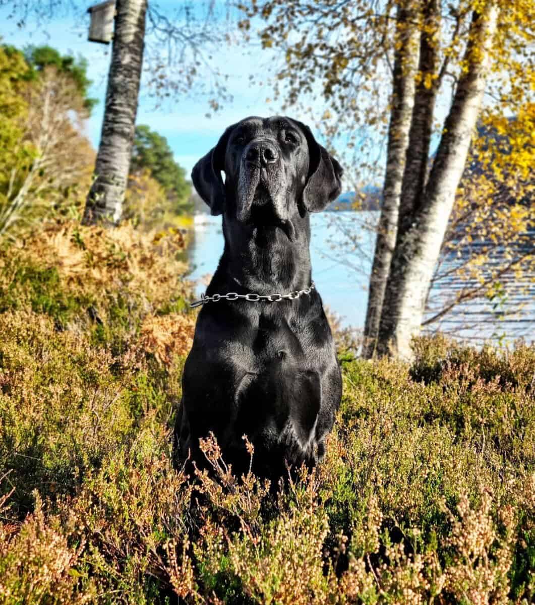 Black Great Dane: A Guide to This Beautiful Great Dane Coat!